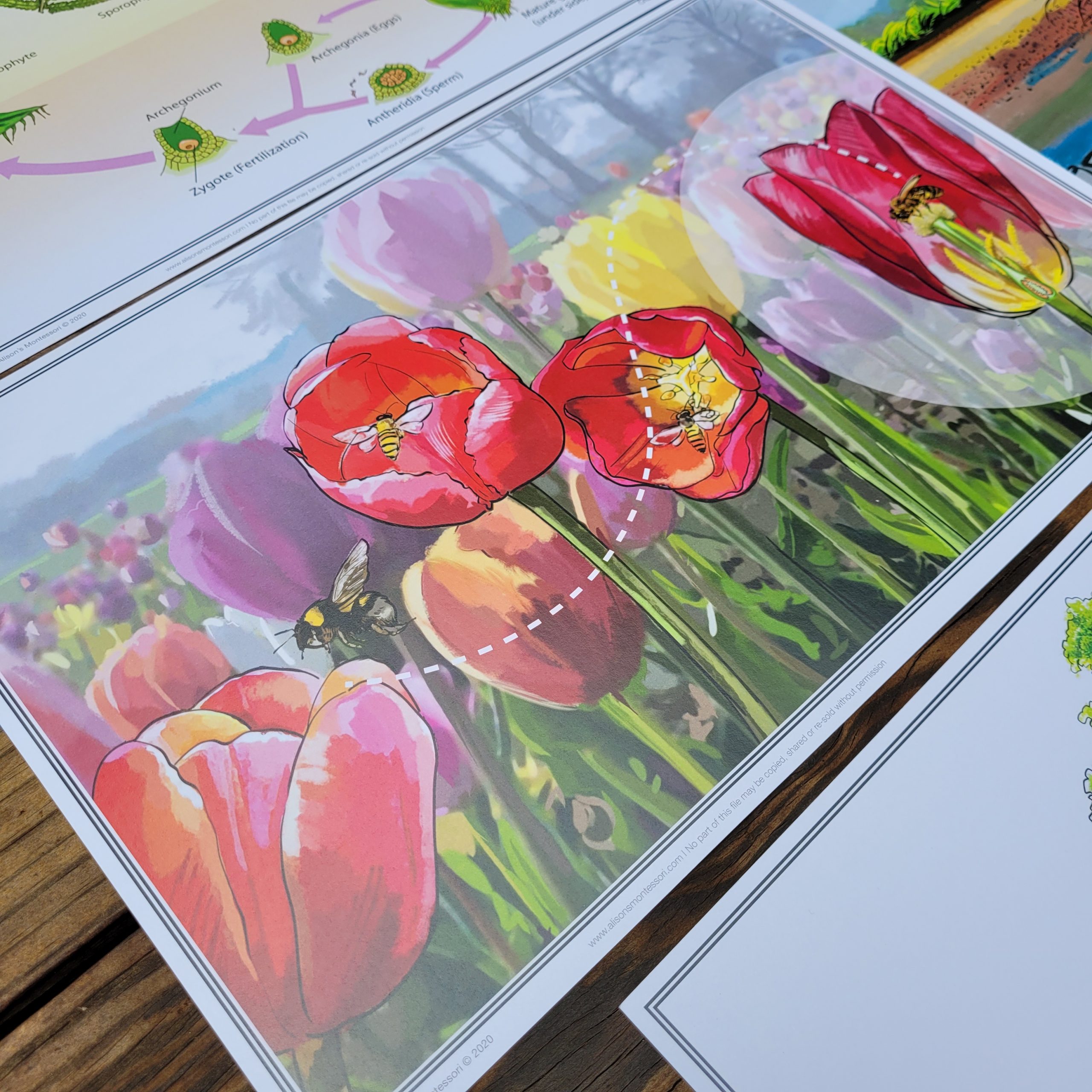 Botany Impressionistic Charts