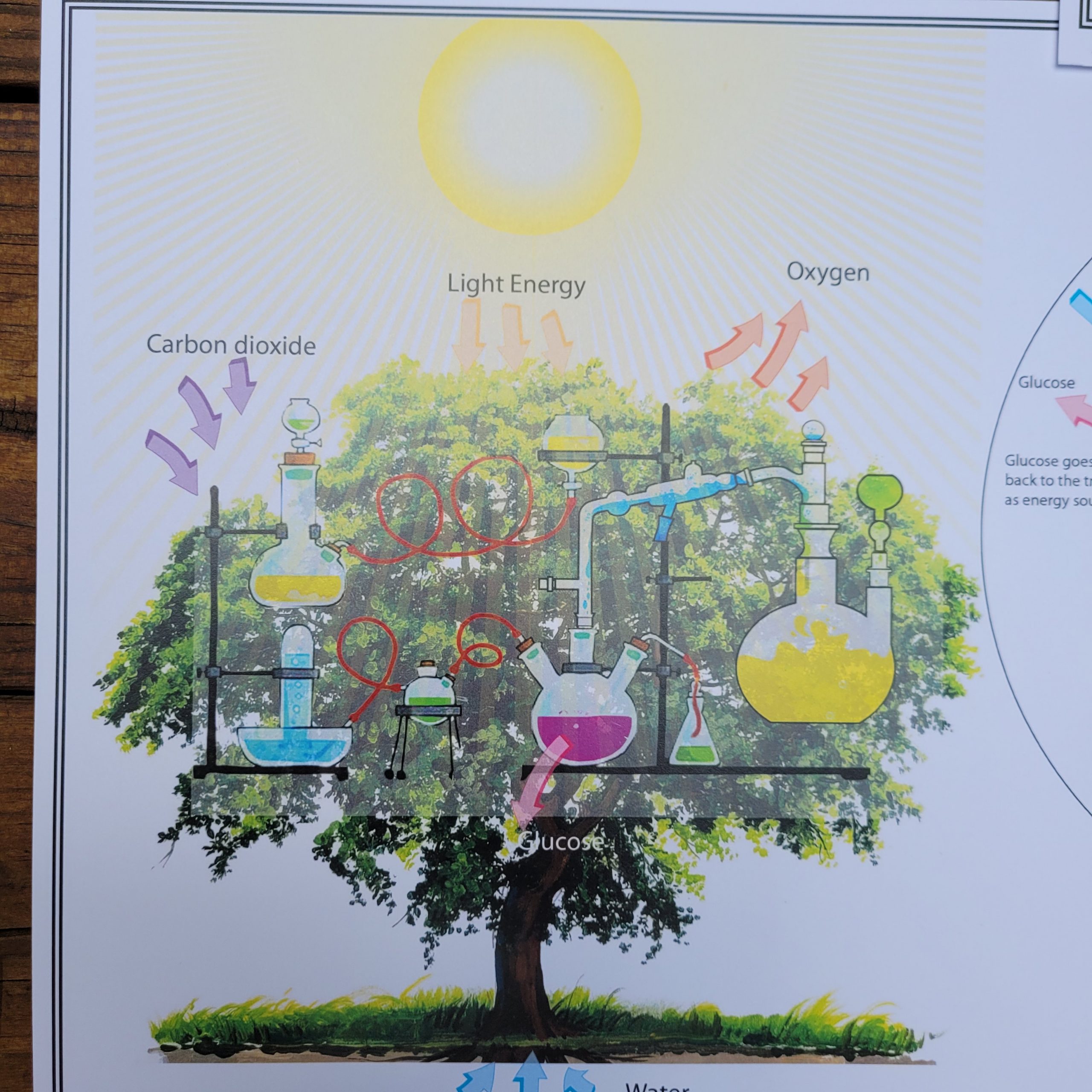 Botany Impressionistic Charts