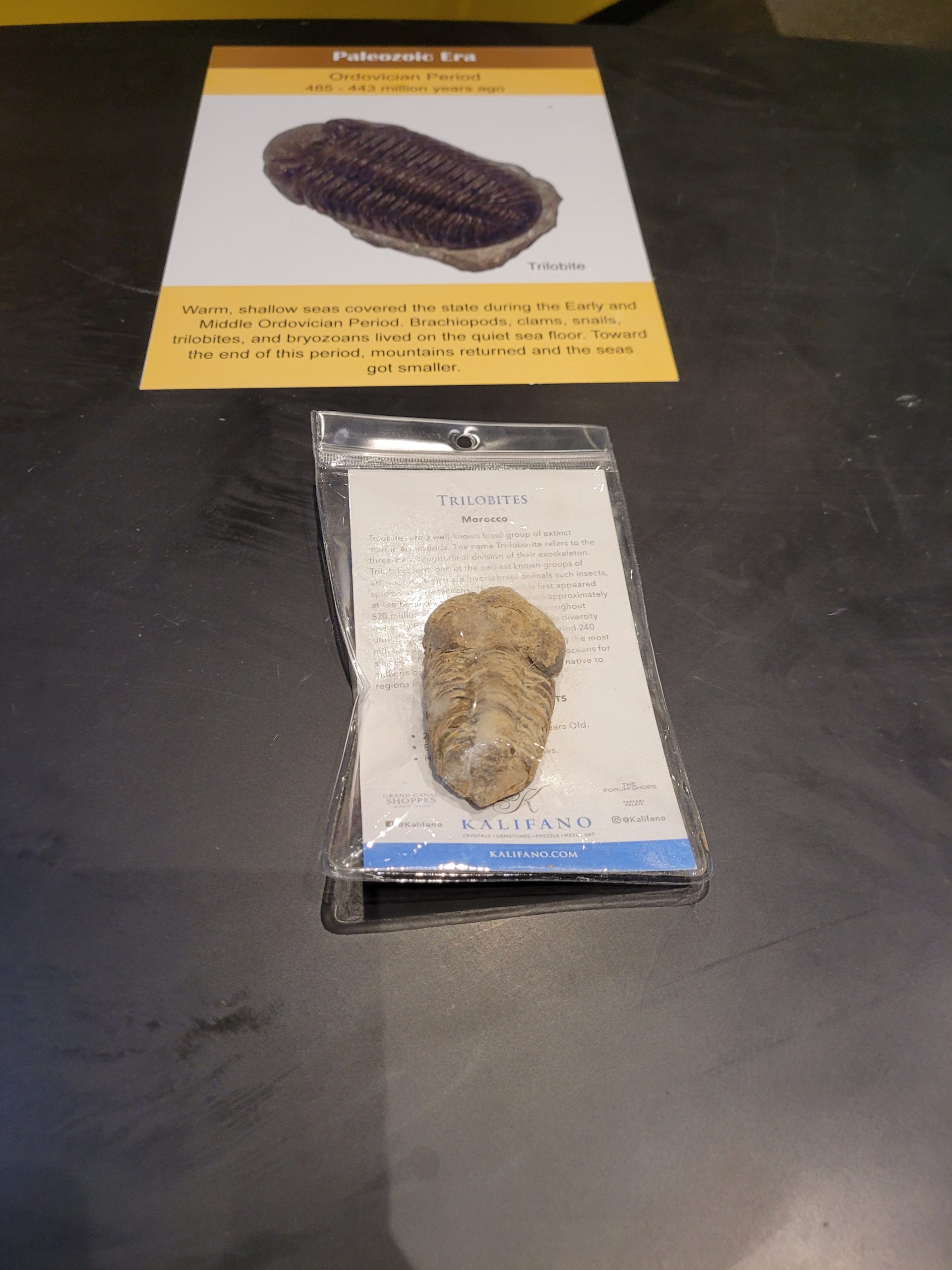 Timeline of Life Charts and Research Cards