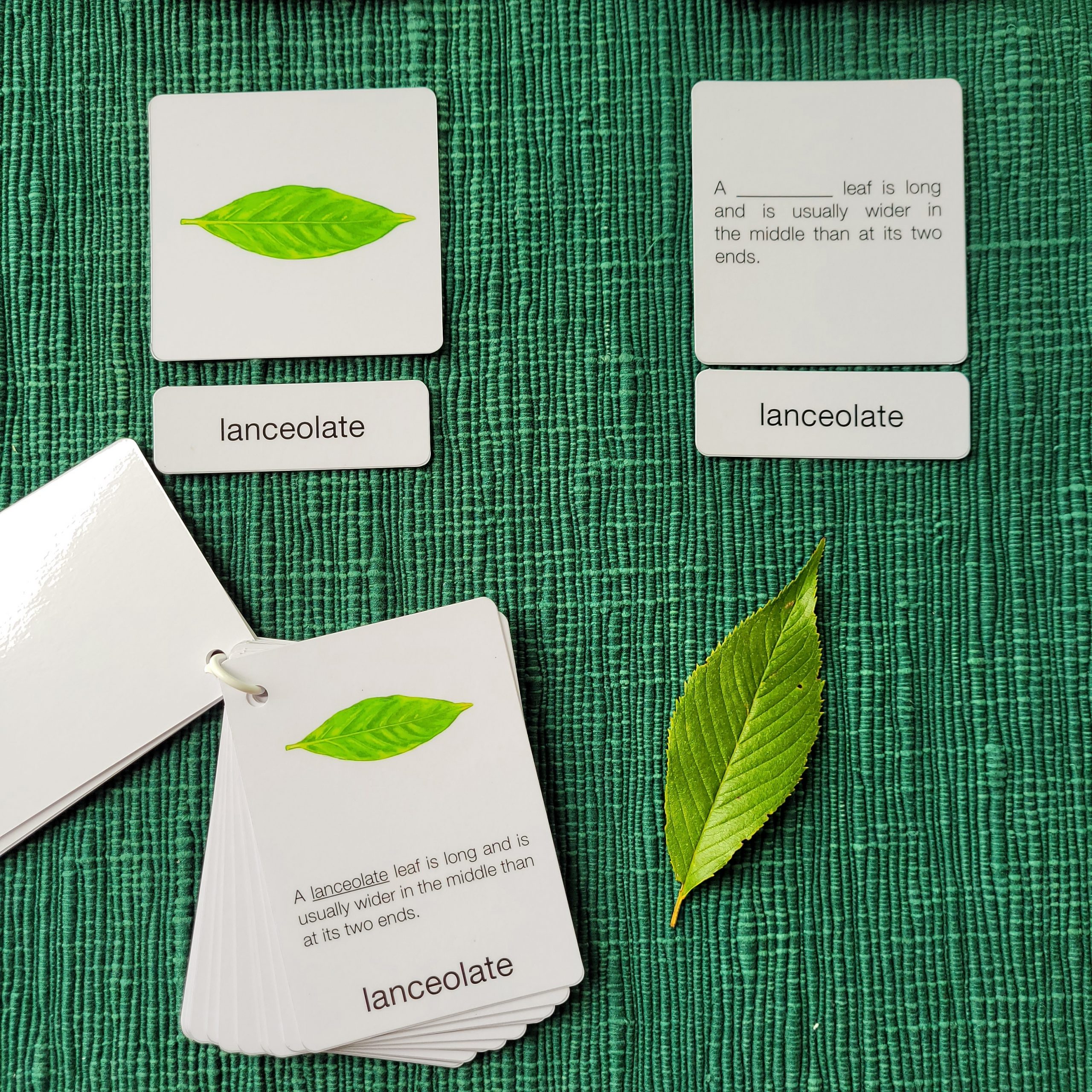 Leaf Chart and Nomenclatures