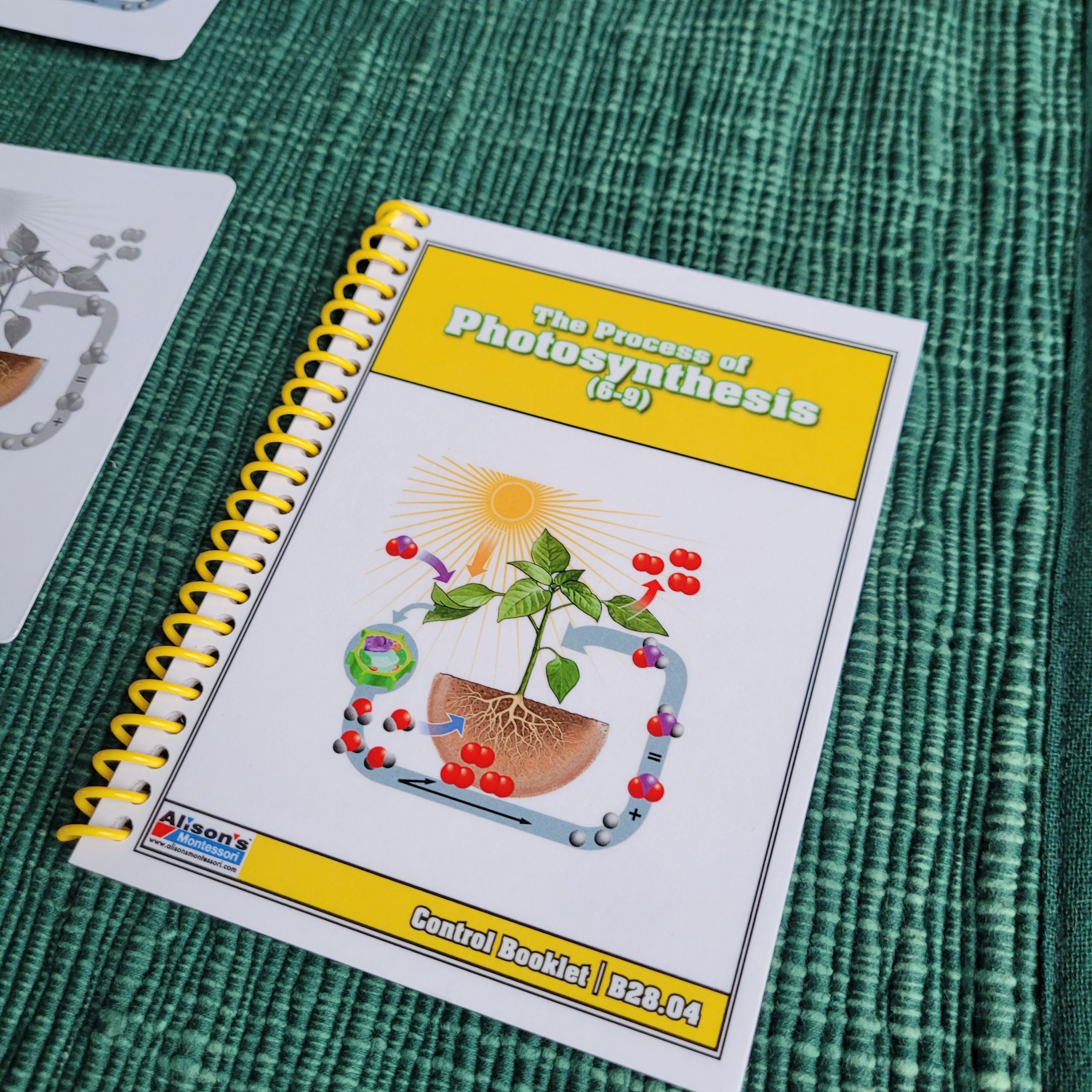 The Process of Photosynthesis (6-9)