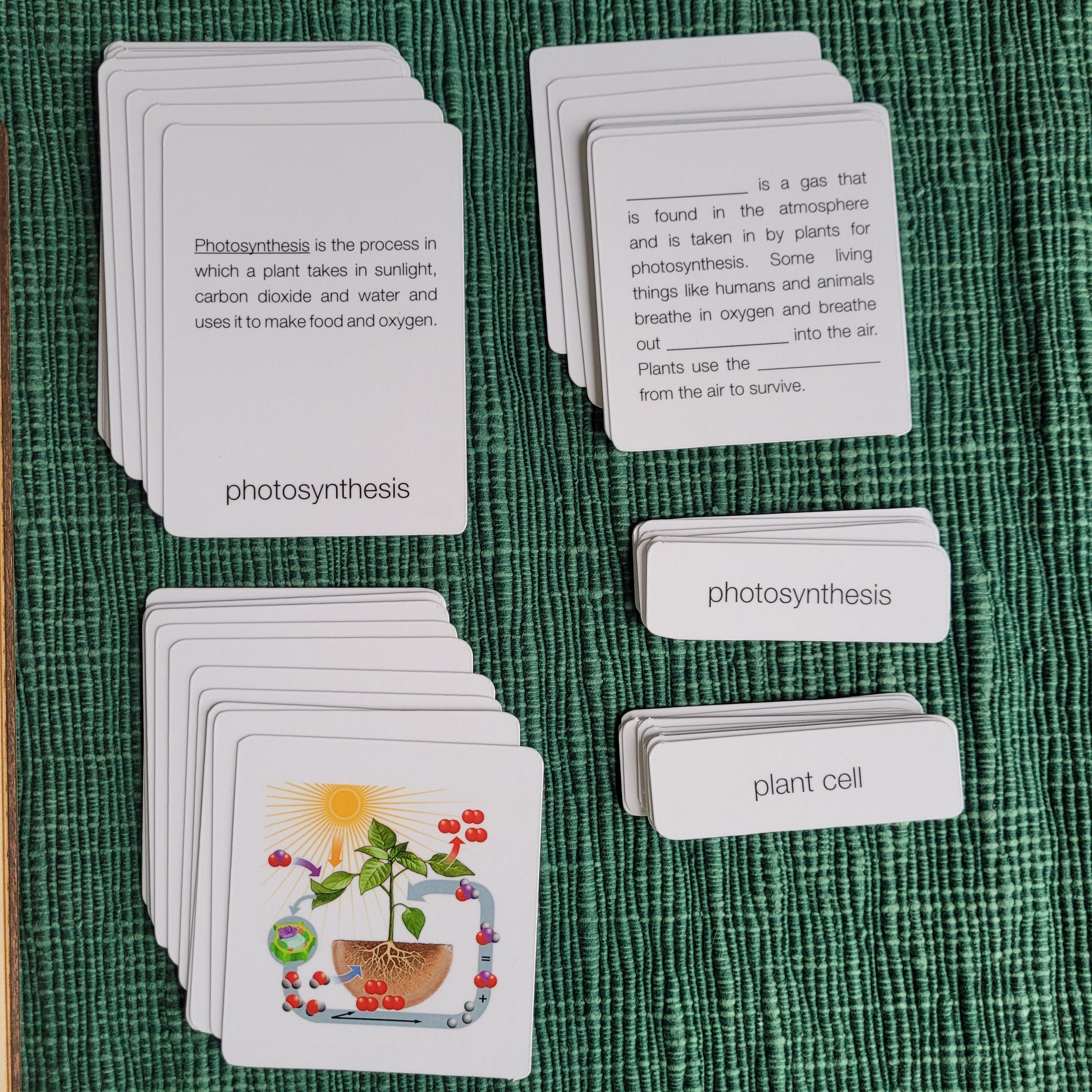 The Process of Photosynthesis (6-9)