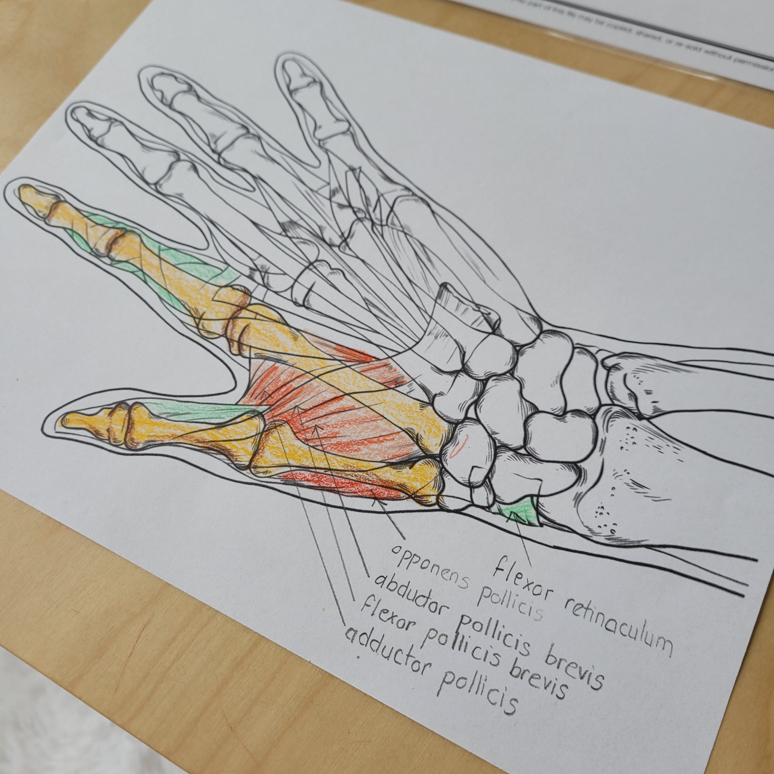 Anatomy of a Human Hand 6-9