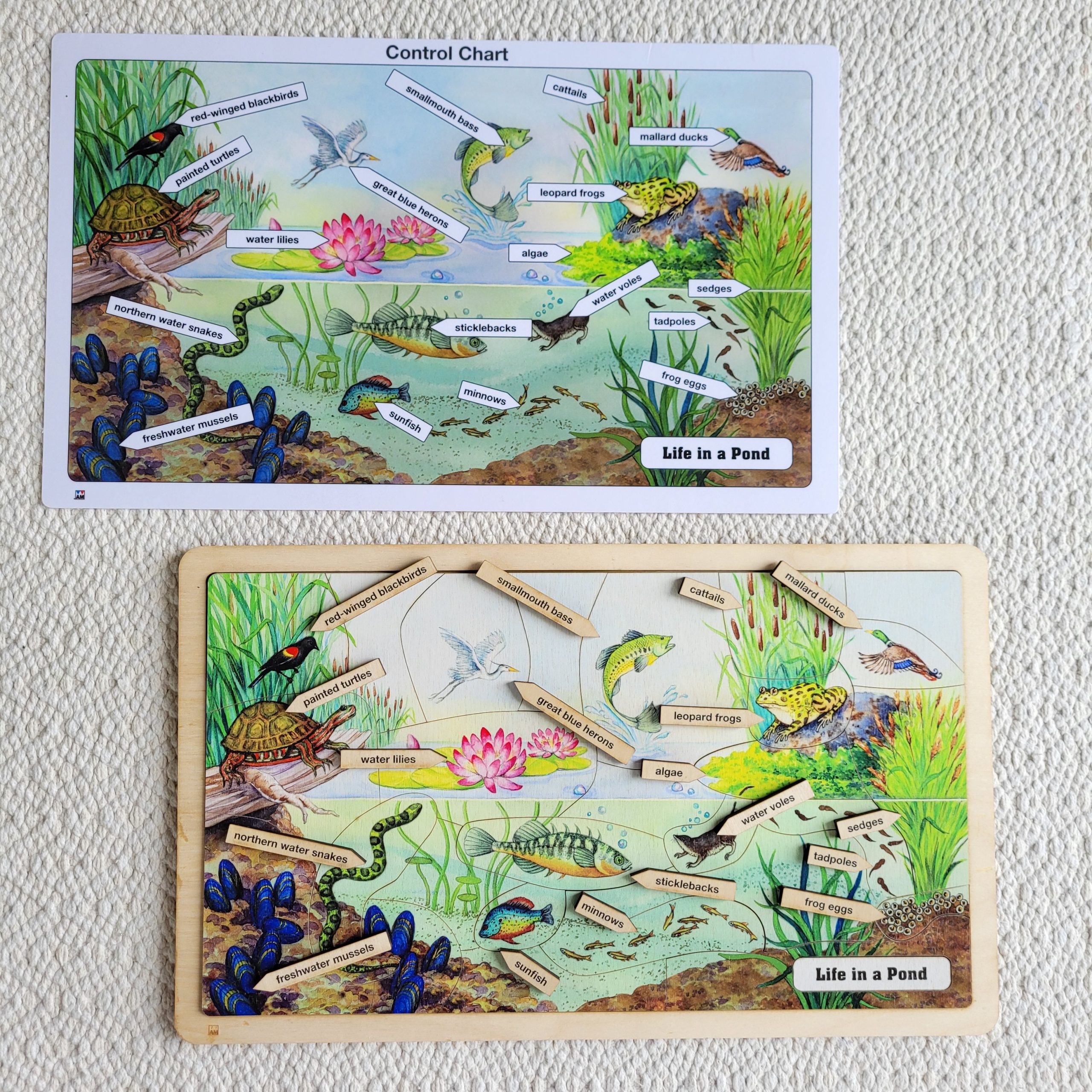 Life in a Pond and Life in the Soil