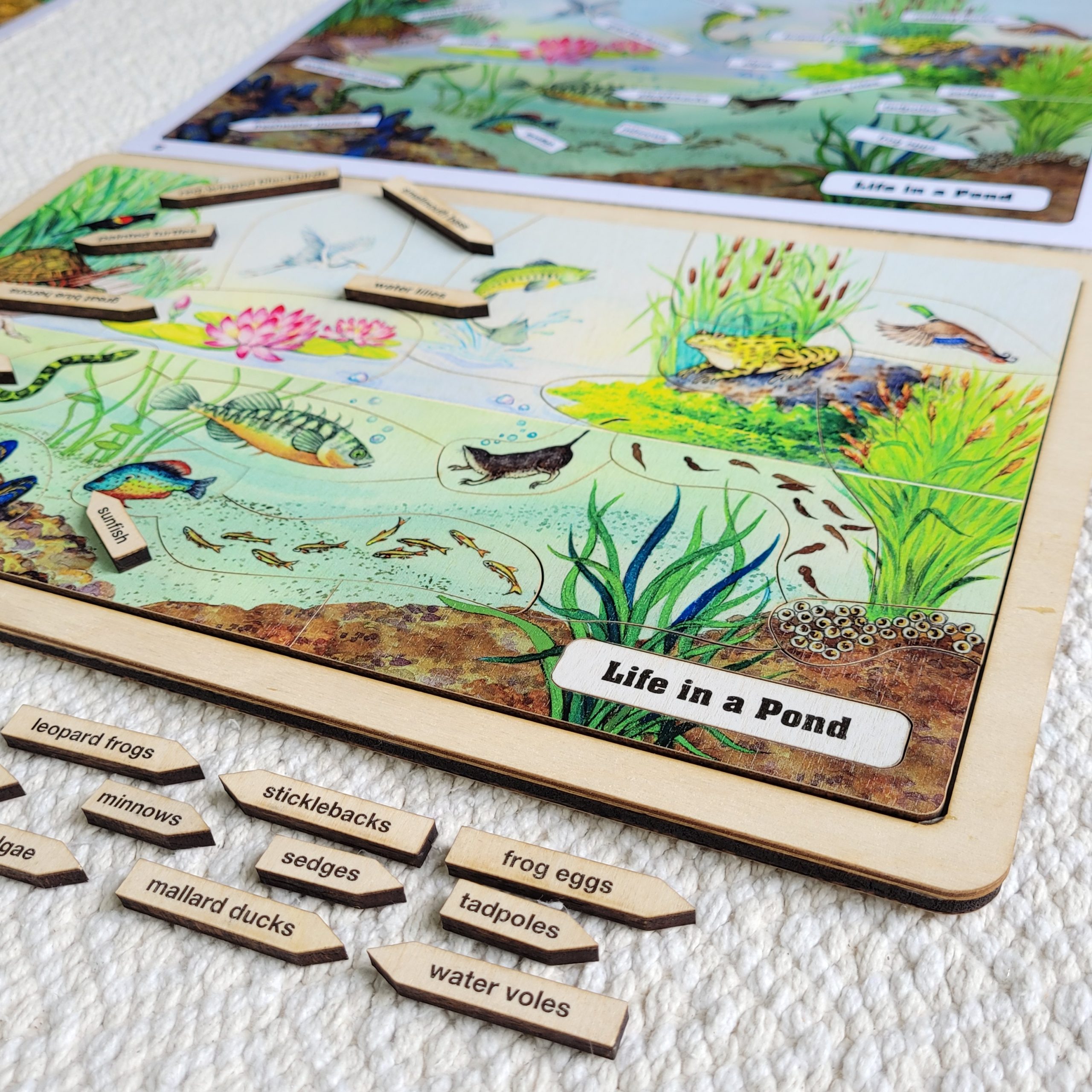 Life in a Pond and Life in the Soil