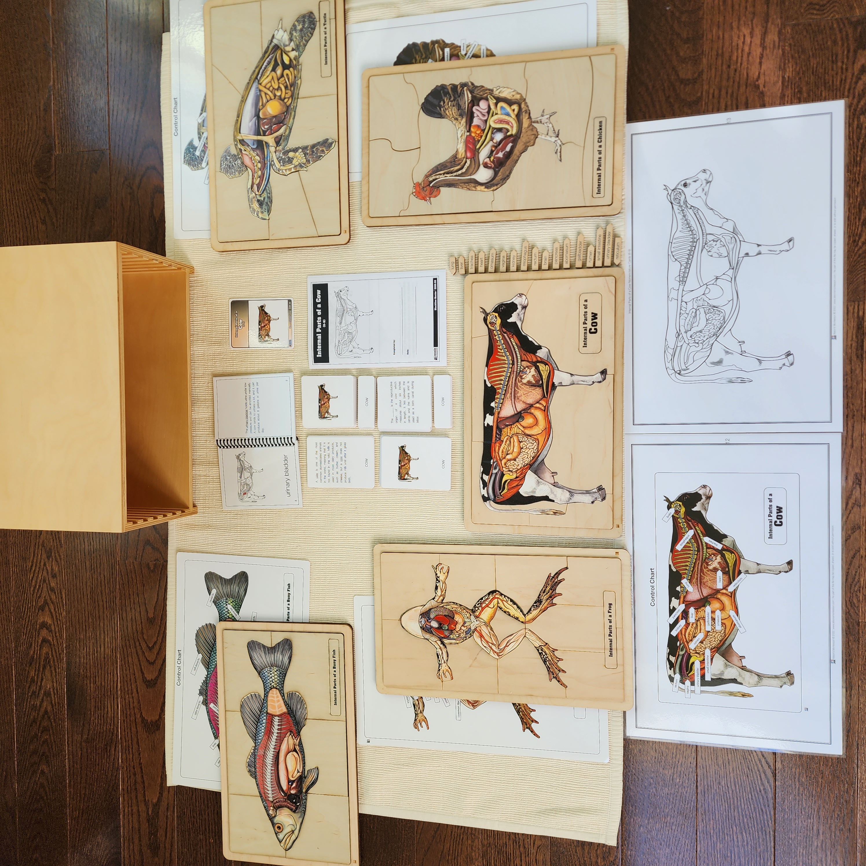 Internal Parts of Vertebrates, ages 9-12