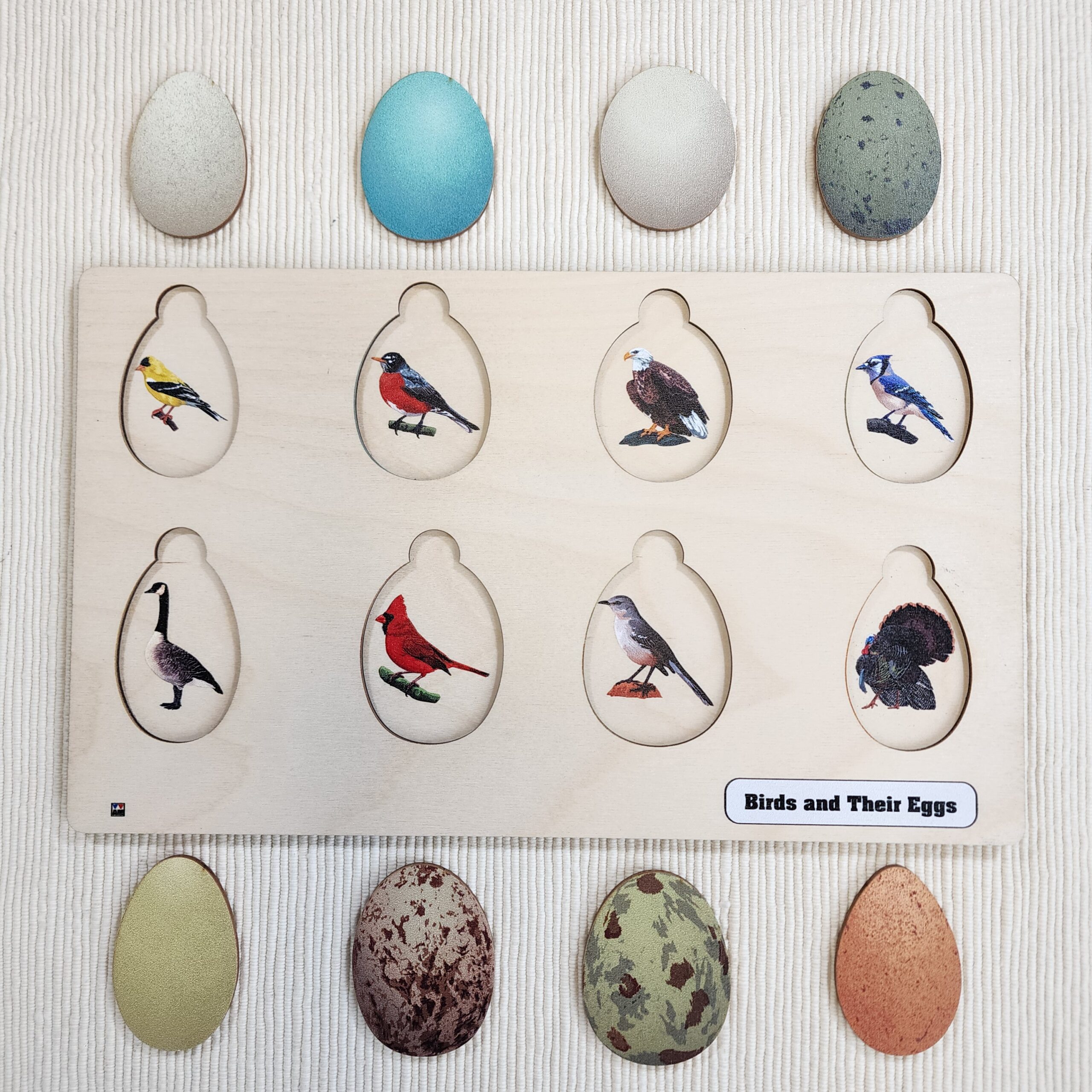 Birds and their Eggs, Ages 8-12
