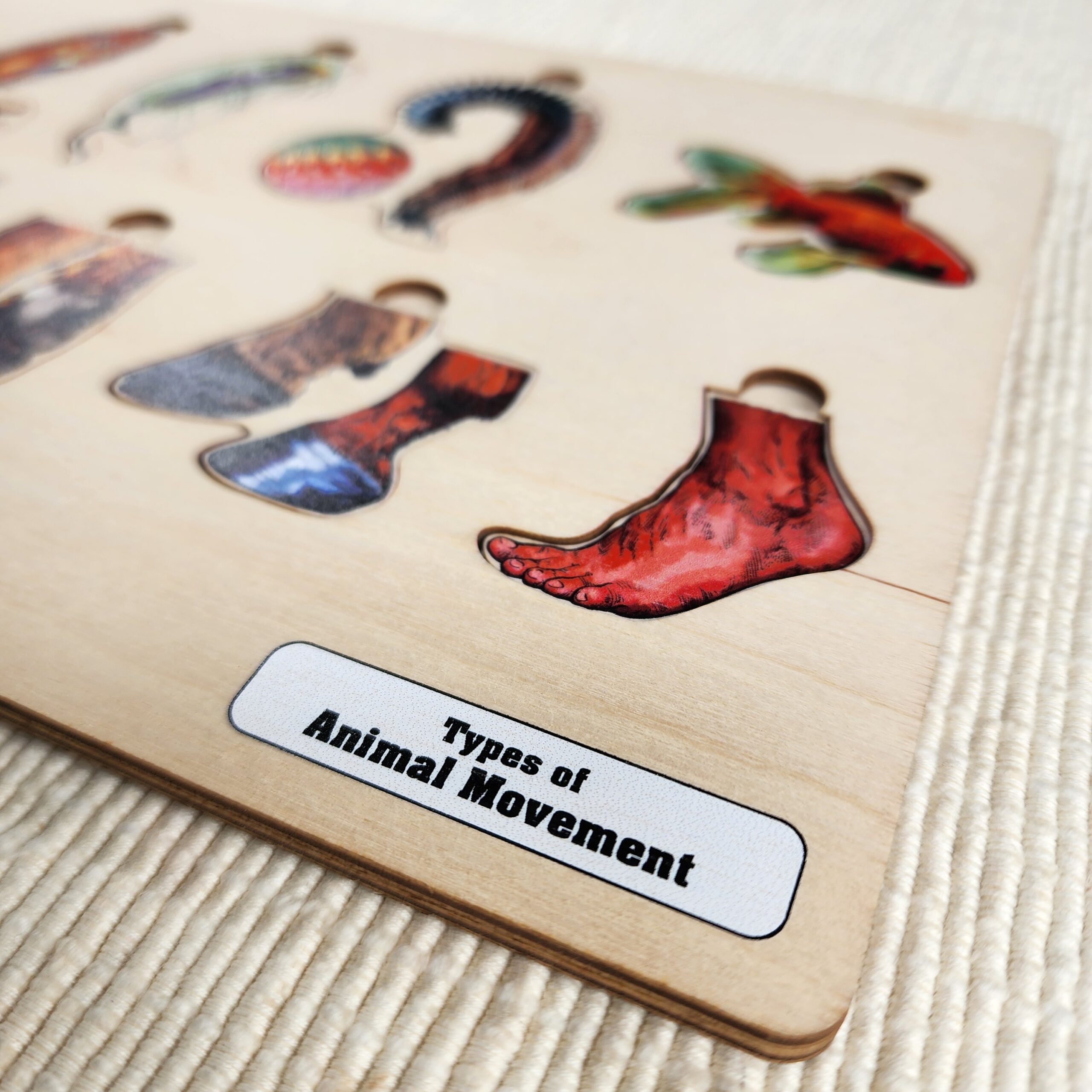 Types of Animal Movement, Age 9+